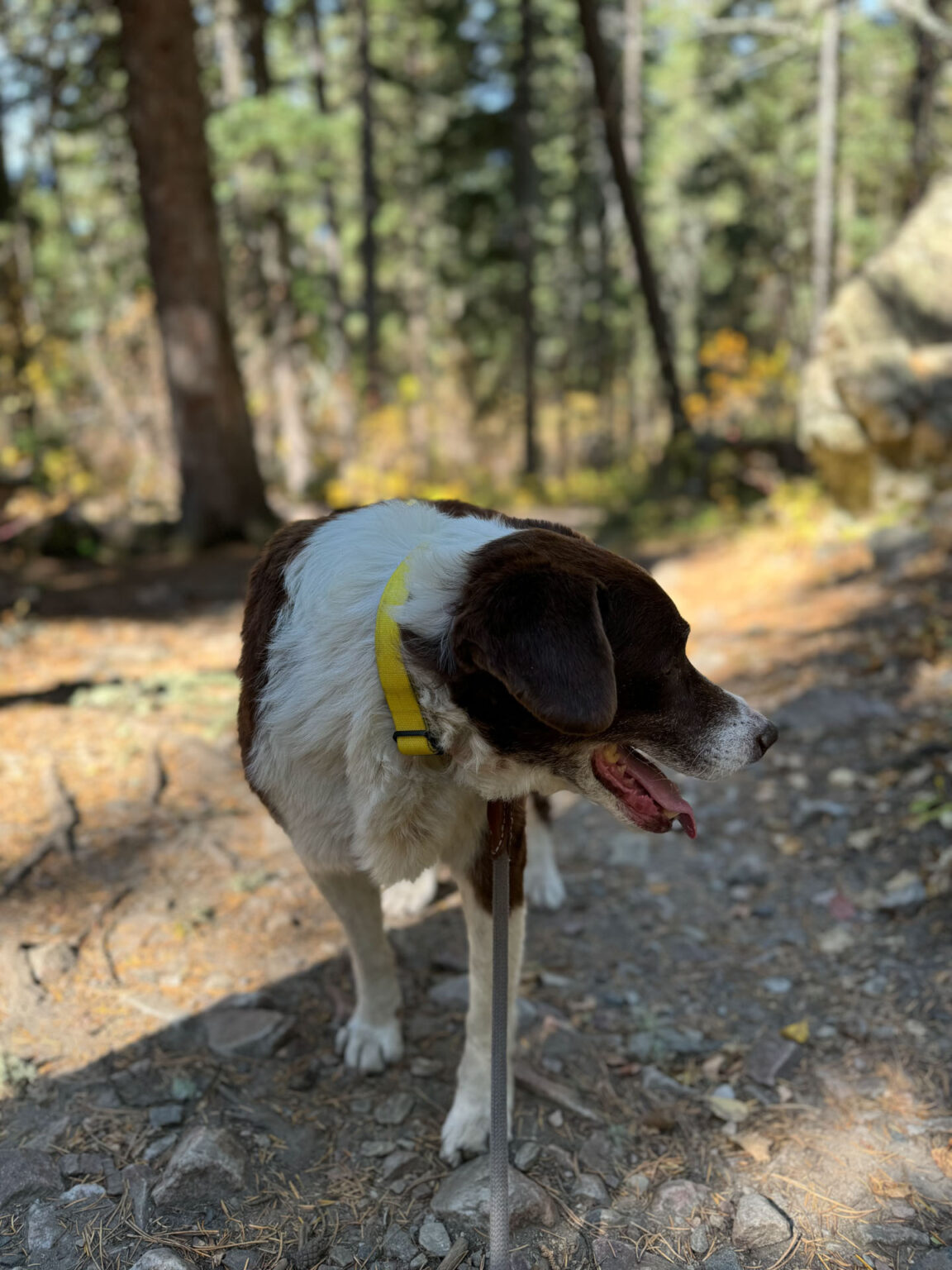 Tips on Traveling Cross Country with Your Dog